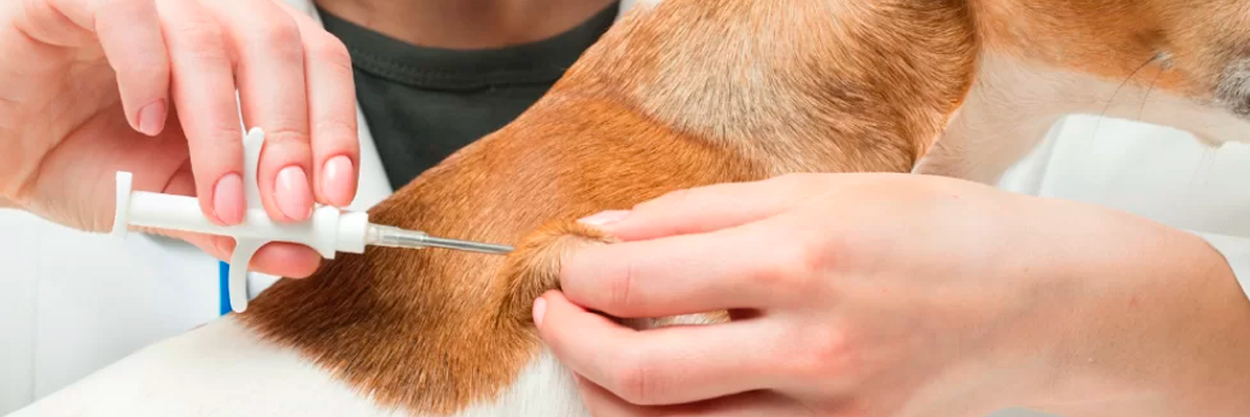 Microchipagem: saiba tudo sobre esse tema! – Petlove Saúde | Orientação ...
